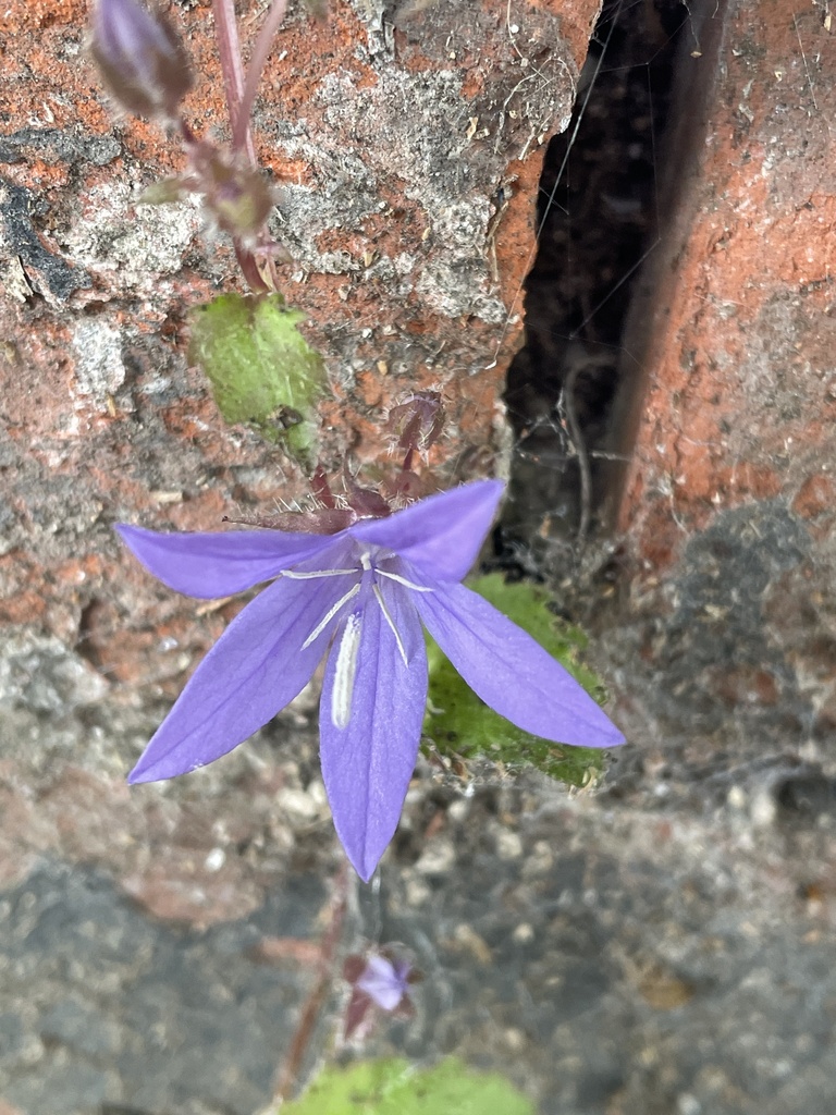 Trailing bellflower from Devonshire Gardens, London, England, GB on ...