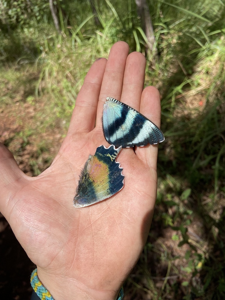 North Queensland Day Moth from Kalunga, QLD, AU on May 24, 2024 at 12: ...