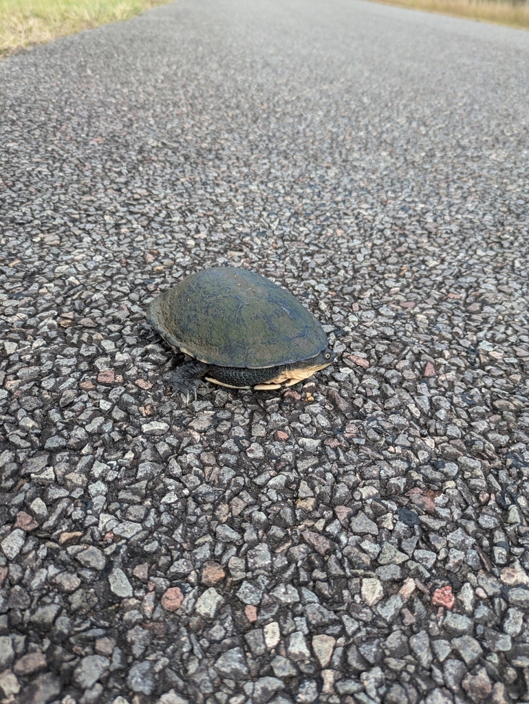 Eastern Snake-necked Turtle from St Clair NSW 2330, Australia on June 8 ...