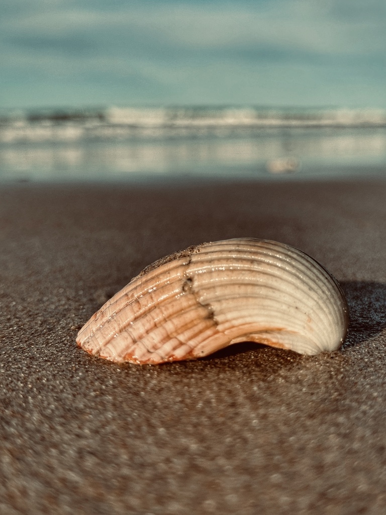 Commercial Scallop from Coral Sea, Skennars Head, NSW, AU on June 9 ...