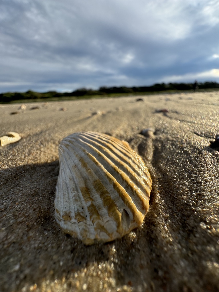 Sydney Cockle from Coral Sea, Skennars Head, NSW, AU on June 9, 2024 at ...