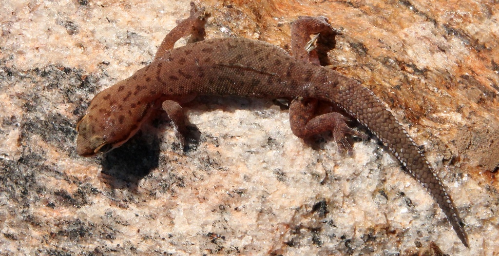 Pointed Thick-toed Gecko from Luangwa, Zambia on May 17, 2016 at 02:44 ...