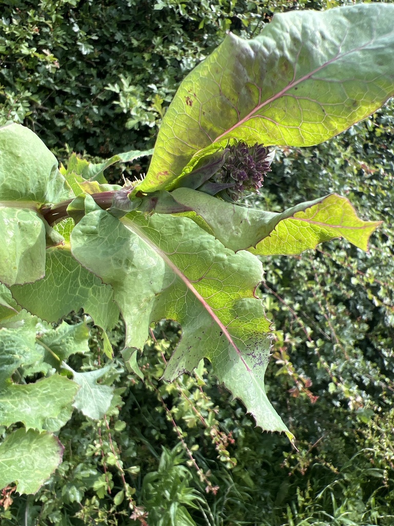 bitter lettuce from Titchmarsh, Kettering, England, GB on 11 June, 2024 ...
