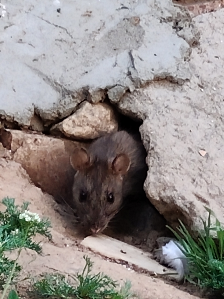 Brown Rat from Чувашская Респ., Россия, 428009 on June 11, 2024 at 12: ...