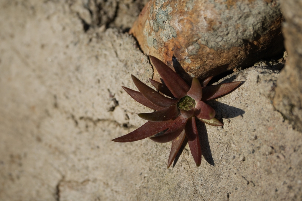 rock pine from Ningbo, CN-ZJ, CN on October 29, 2023 at 04:04 PM by ...