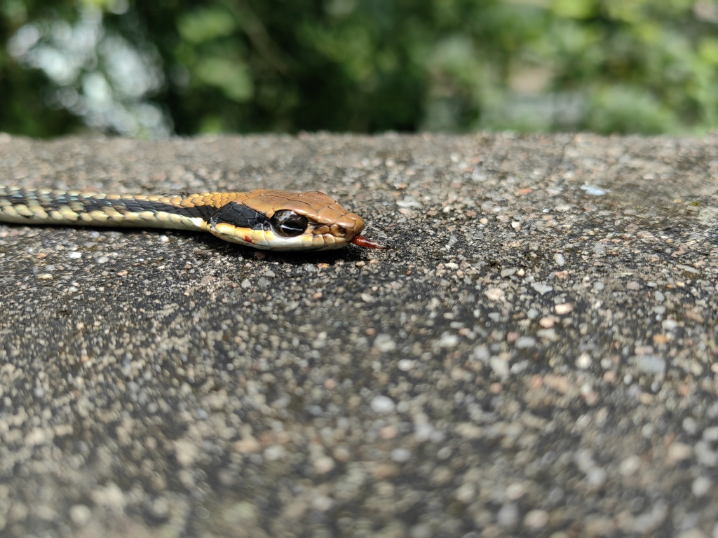 Vietnamese Bronzeback in June 2024 by 咩赫得 · iNaturalist