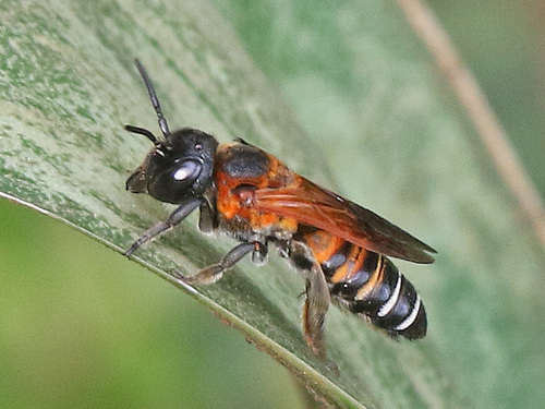 Megachile lerma · iNaturalist