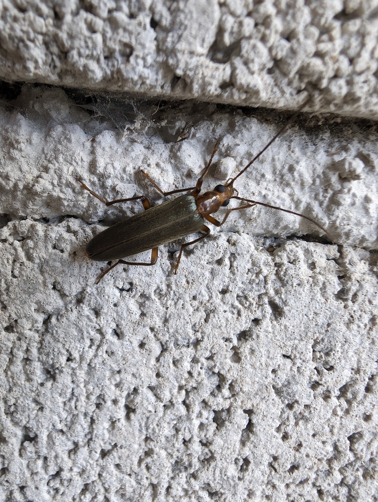 Nacerdes from 日本、〒891-3101 鹿児島県西之表市西之表 on June 2, 2024 at 02:10 PM by K_Kawashima · iNaturalist