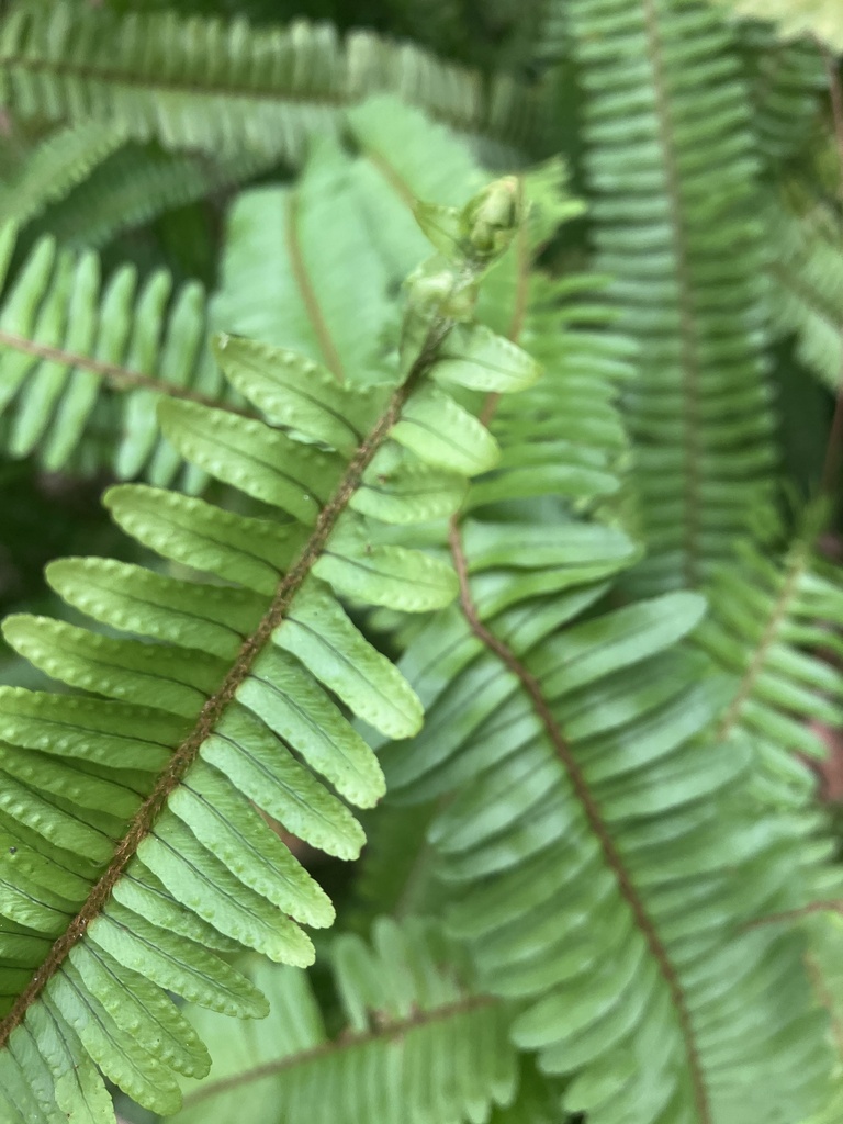 Fishbone Fern from Lettuce Lake Conservation Park, Tampa, FL, US on ...