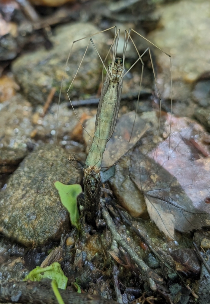Large Crane Flies from Burnsville, NC 28714, USA on June 10, 2024 at 01 ...