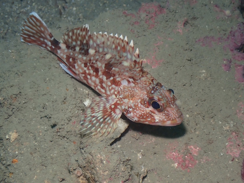 False Kelpfish from North Pacific Ocean, New Territories, HK on June 9 ...
