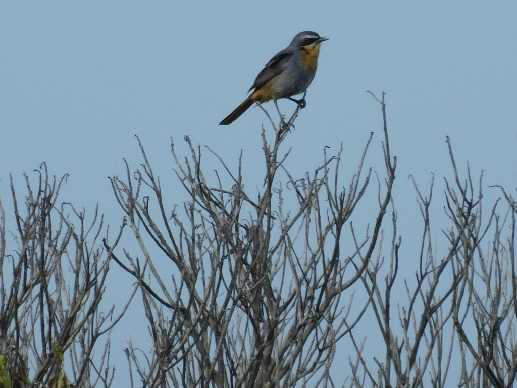 Cape Robin-Chat from Mitchells Plain, Cape Town, South Africa on June ...