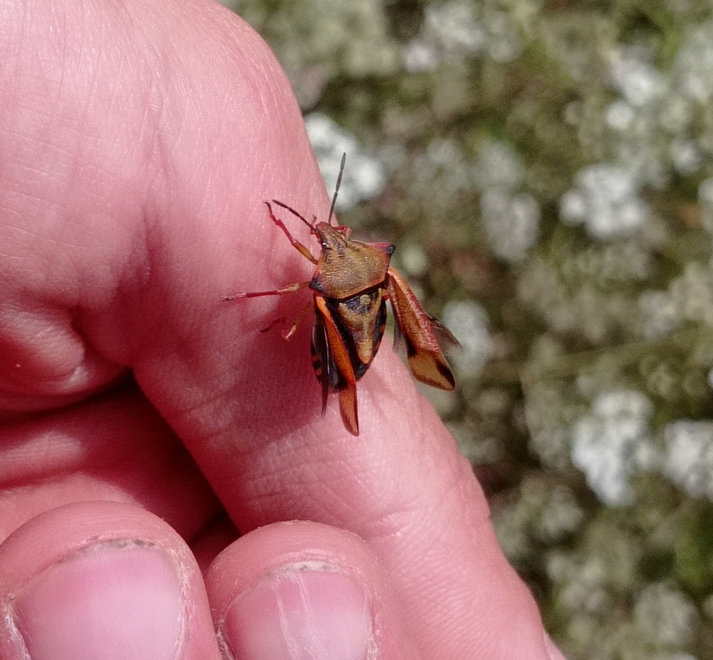Red Shield Bug from P3G8+79V, Béjaïa, Algérie on June 10, 2024 at 12:30 PM by themantisguy ...
