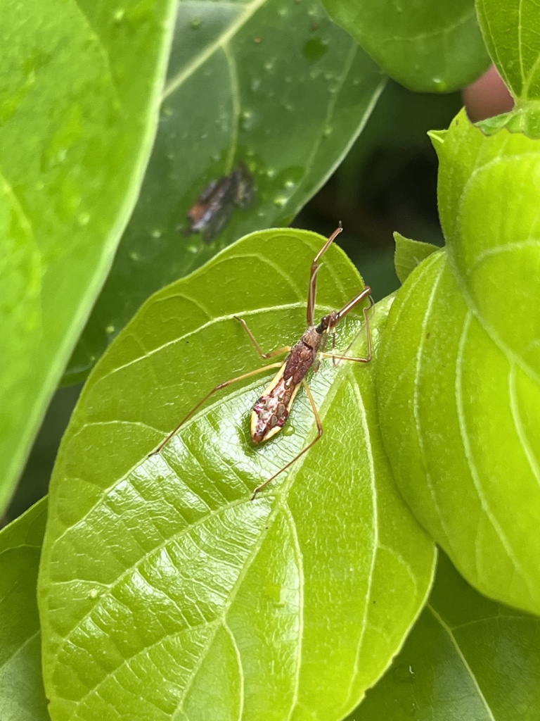 Epidaus sexspinus in June 2024 by Nakatada Wachi · iNaturalist