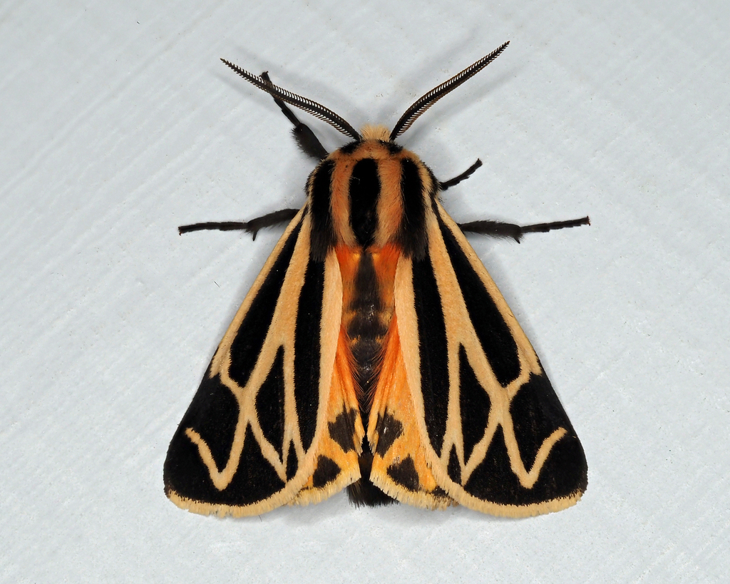 Harnessed Tiger Moth from Salem, NH 03079, USA on June 11, 2024 at 06: ...