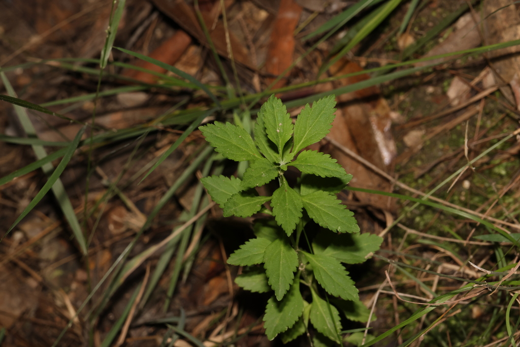 licorice weed from Brisbane QLD, Australia on June 11, 2024 at 07:18 PM ...