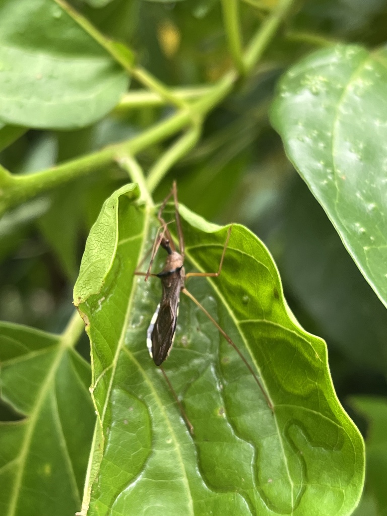 Epidaus sexspinus in June 2024 by Nakatada Wachi · iNaturalist