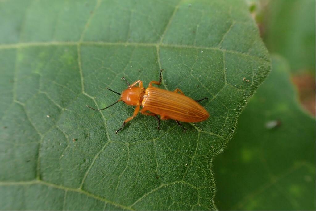 Hemiops flava from 943台灣屏東縣獅子鄉 on June 6, 2024 at 04:20 PM by b10002 ...