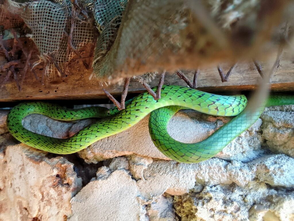 Spotted Green Snake from Shimoni, Kenya on April 28, 2024 at 08:22 AM ...