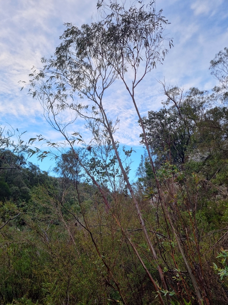 eucalyptus in June 2024 by Robert Pergl. Eucalyptus ornans · iNaturalist