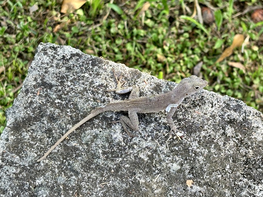 Crested Anole from Puerto Rico, San Juan, PR, US on June 11, 2024 at 08 ...
