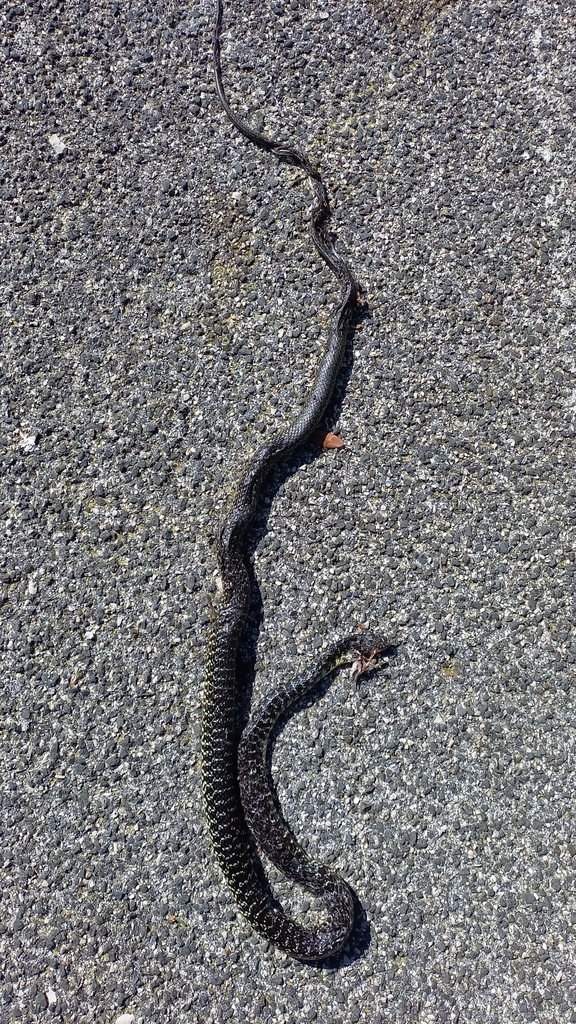 Green Whip Snake from JENNE | Via Roma Via Cesarea # f11638, 00020 ...