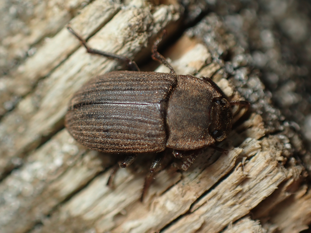 Dusty Surface Beetles from Stockwell SA 5355, Australia on June 11 ...