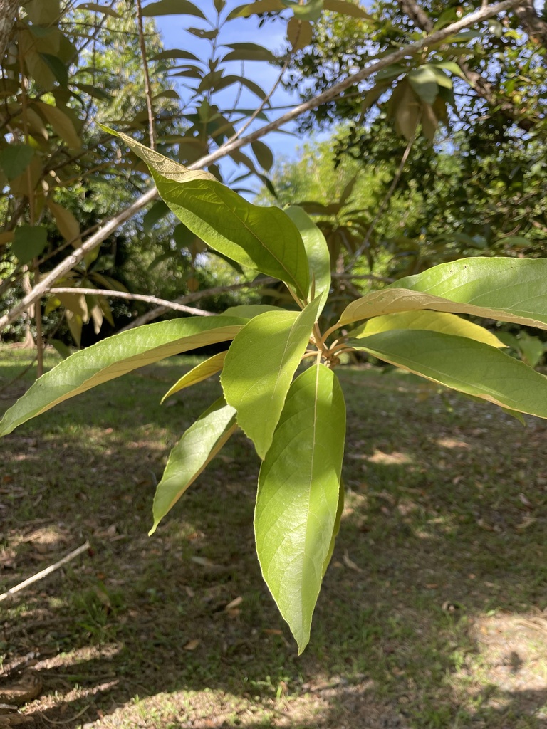Capa Rosa in June 2024 by yoaraangelie · iNaturalist