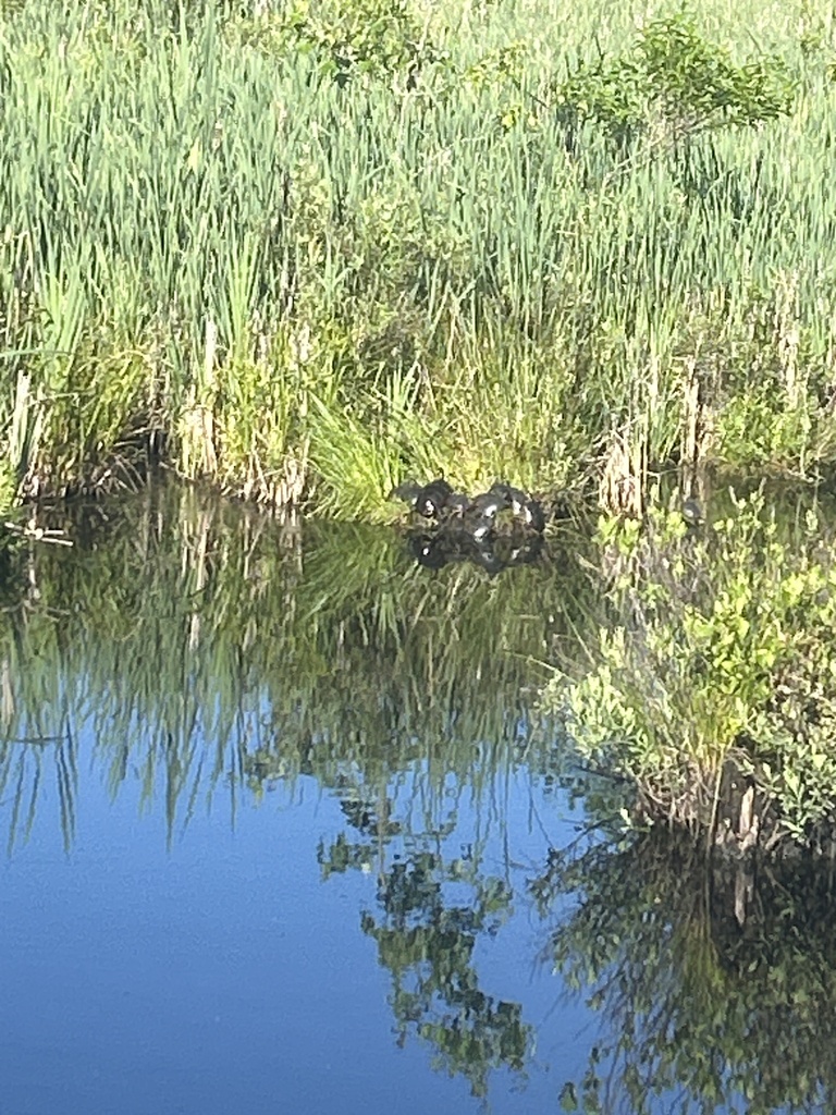 Eastern Painted Turtle from Kingstown Rd, Kingston, RI, US on June 9 ...
