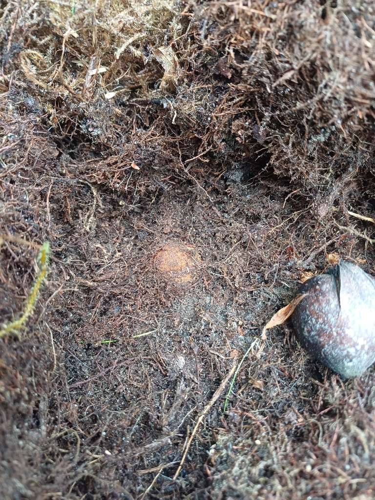 marbled false truffle from 14195 Berlin-Bezirk Steglitz-Zehlendorf ...