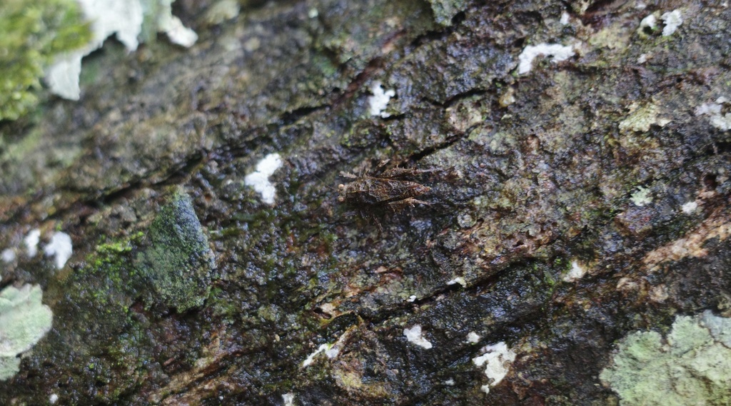 Tettilobus pelops from シンハラジャ森林保護区, サバラガムワ, LK on January 31, 2024 at ...