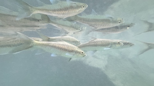 Lesser Mahseers (Genus Neolissochilus) · iNaturalist United Kingdom