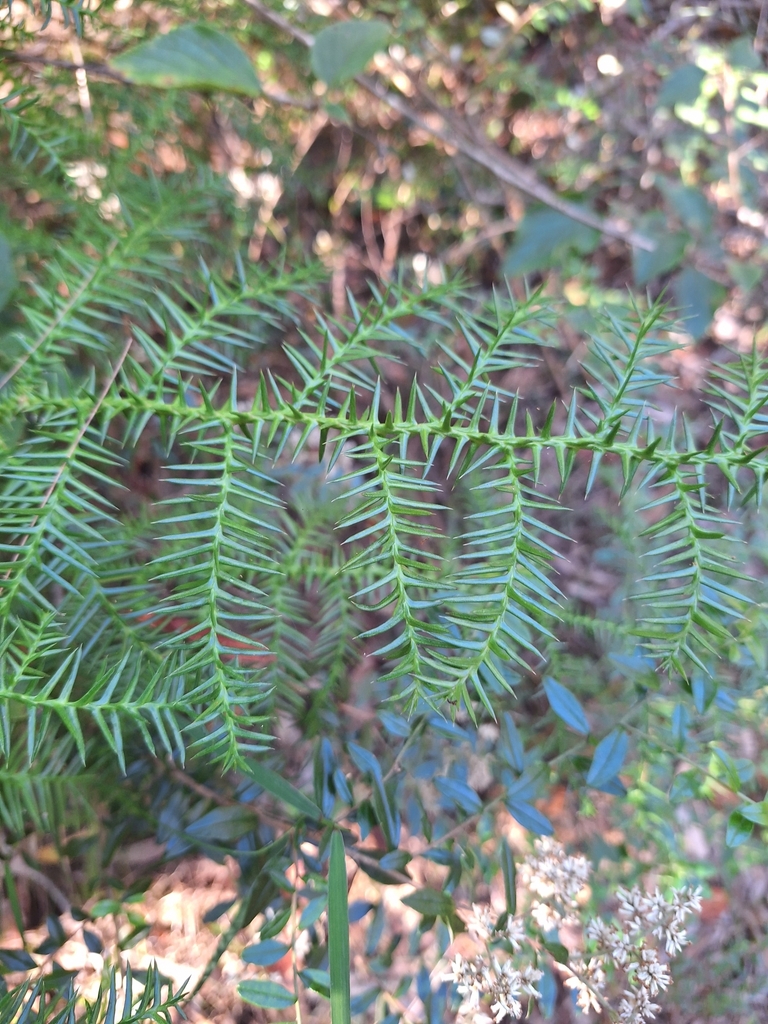 Hoop pine from Mount Nathan QLD 4211, Australia on June 11, 2024 at 02: ...