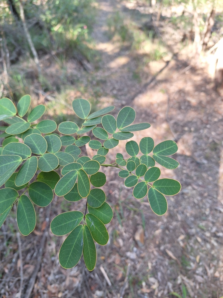 Easter Cassia from Mount Nathan QLD 4211, Australia on June 11, 2024 at ...
