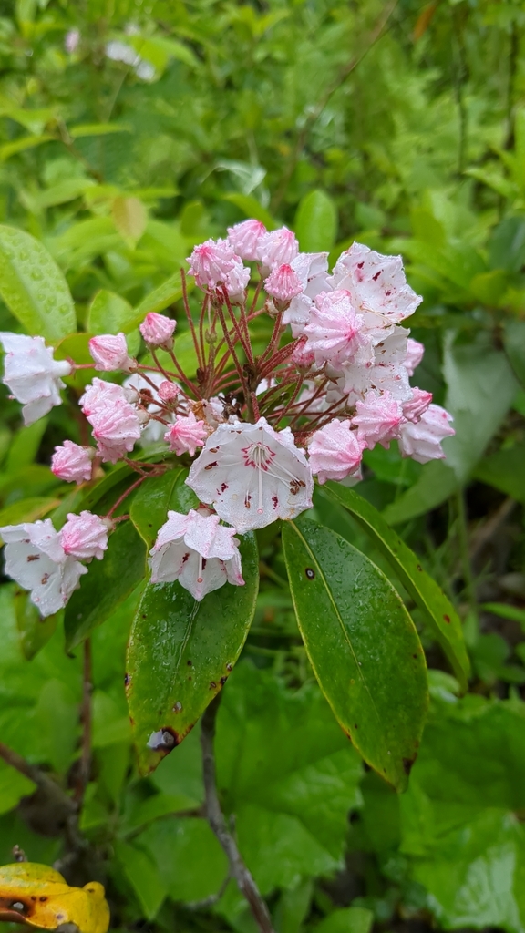 mountain laurel from Austin on June 11, 2024 at 09:09 AM by Matt ...