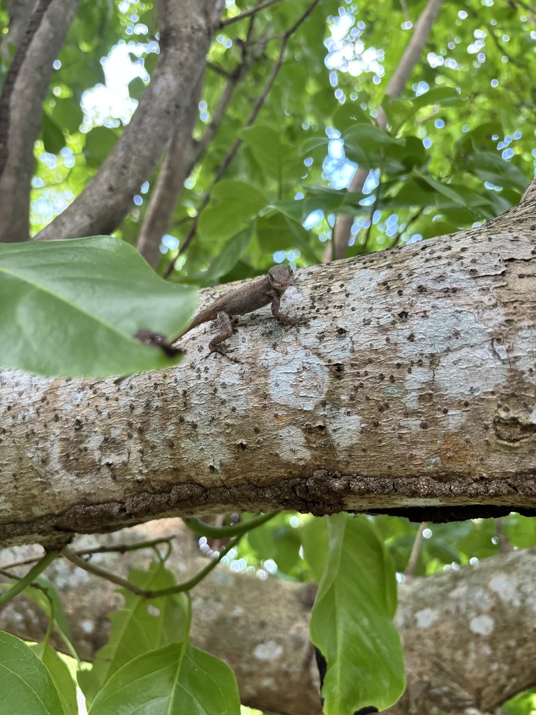 Crested Anole from Puerto Rico, San Juan, PR, US on June 11, 2024 at 09 ...