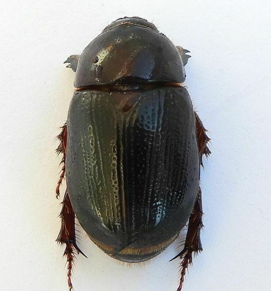 Ligyrus cuniculus from Miami-Dade County, FL, USA on May 29, 2024 at 09 ...