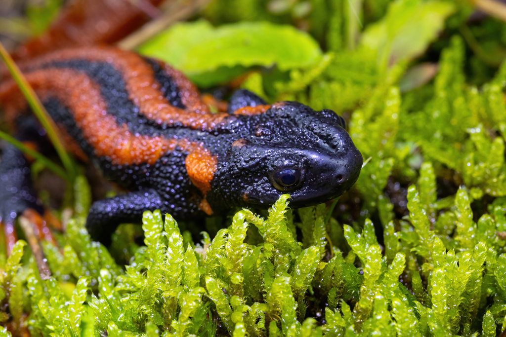 Red-tailed Knobby Newt in June 2024 by Yishen · iNaturalist