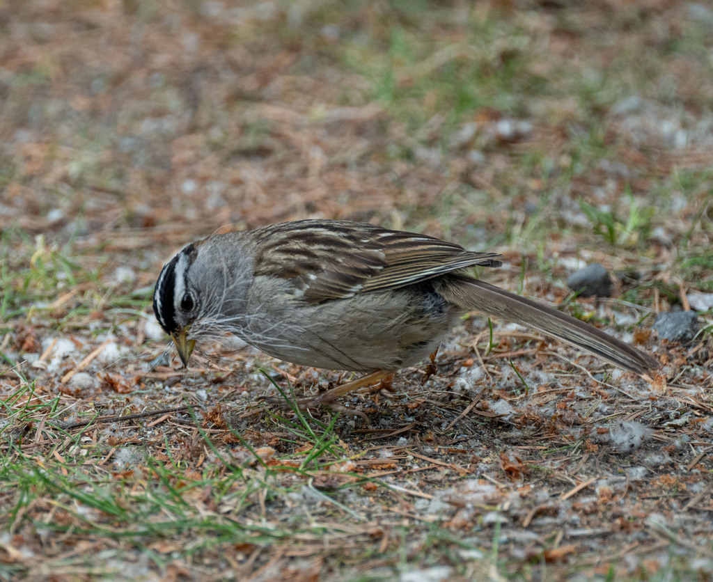 White-crowned Sparrow from Squamish-Lillooet, BC, Canada on June 10 ...
