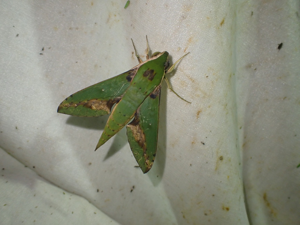 Xylophanes chiron nechus from Kourou 97310, Guyane française on ...