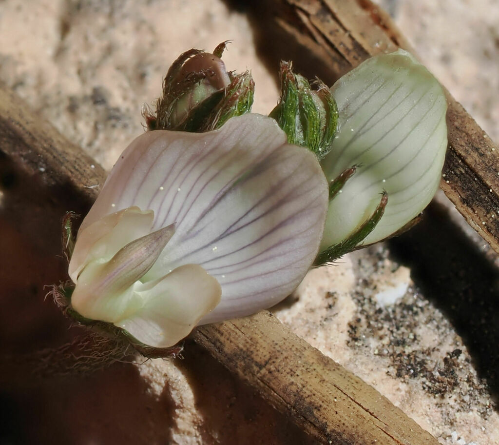 (Astragalus humistratus tenerrimus) - Botanical Realm
