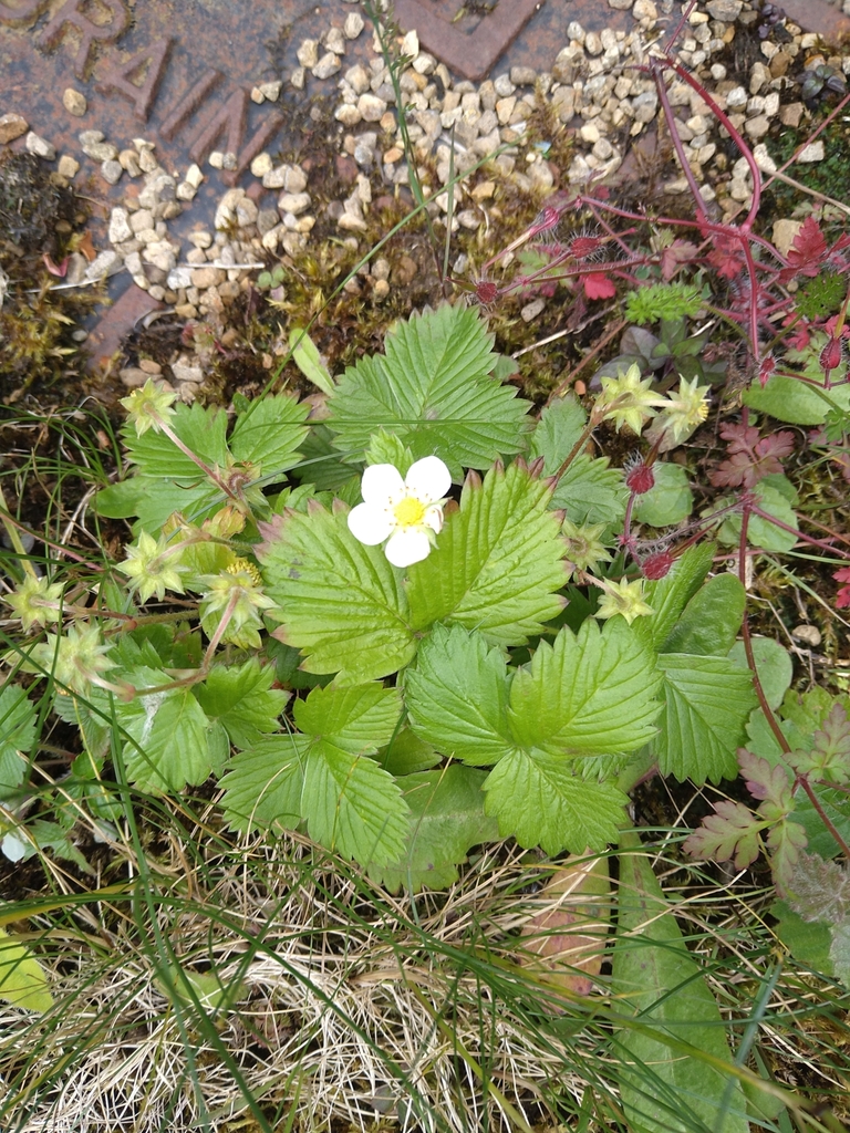 woodland strawberry from Michael Smith Building, Manchester M13 9NT, UK ...