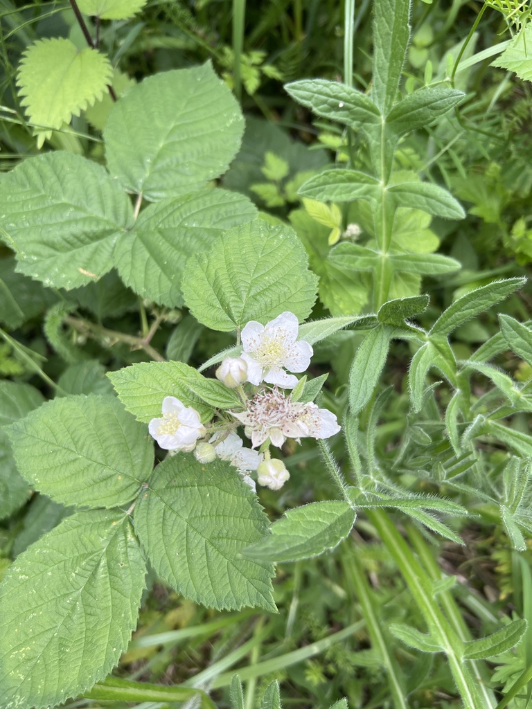 Railway Bramble from The University of Manchester, Manchester, England ...