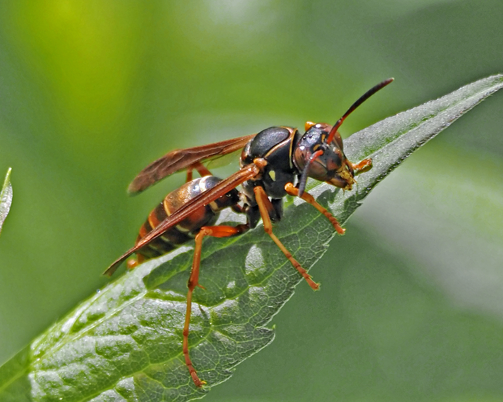 Northern Paper Wasp from Salem, NH 03079, USA on June 10, 2024 at 02:20 ...