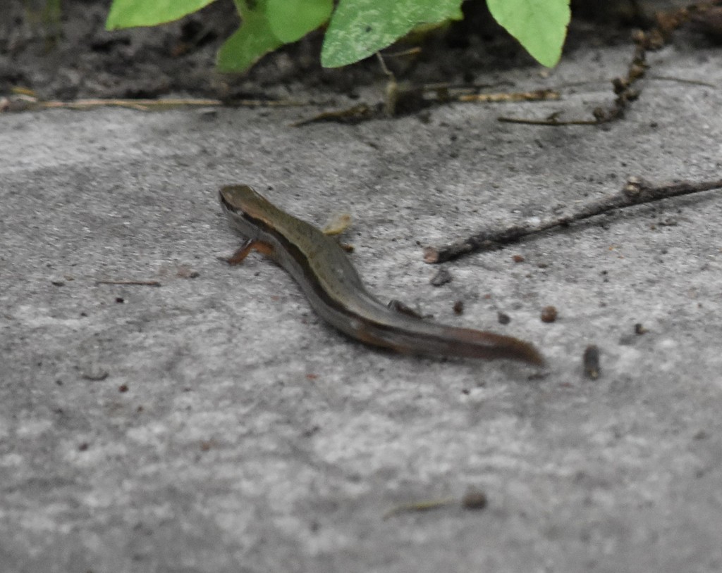 Little Brown Skink from Goliad County, TX, USA on May 18, 2019 at 06:19 ...