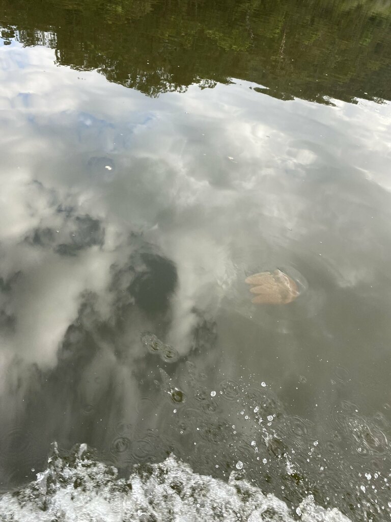 Blue Blubber Jelly from Berowra Waters NSW 2082, Australia on March 24 ...