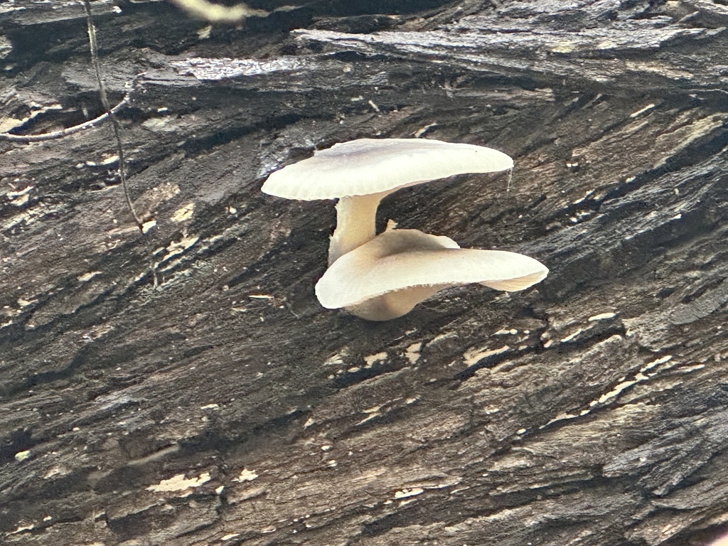ghost fungus in May 2024 by Kylie Agnew-Francis · iNaturalist