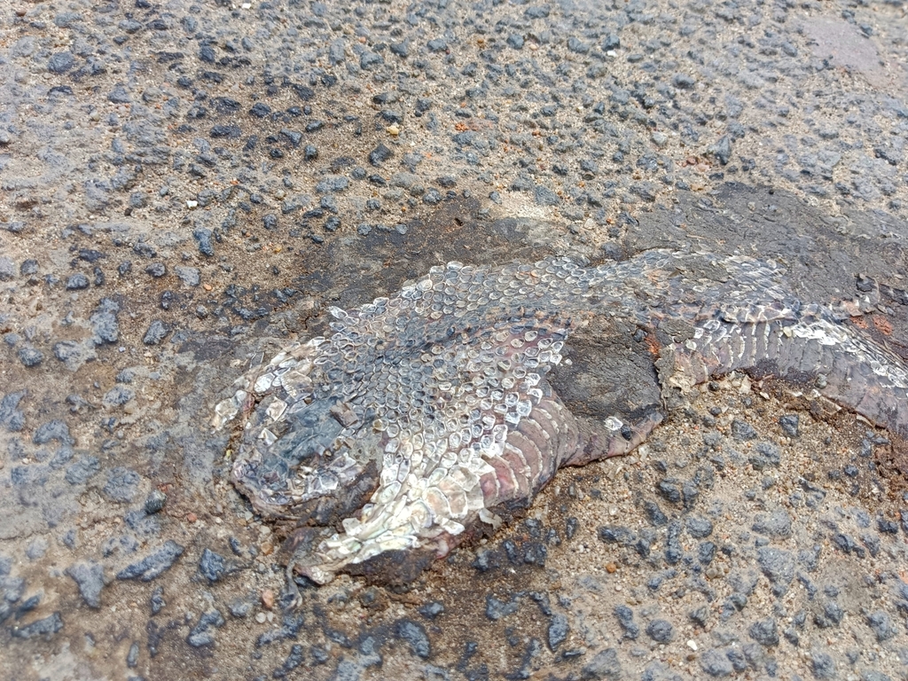 Chequered Keelback from Q8CG+5C7, Valamangalam North, Thuravoor Thekku ...