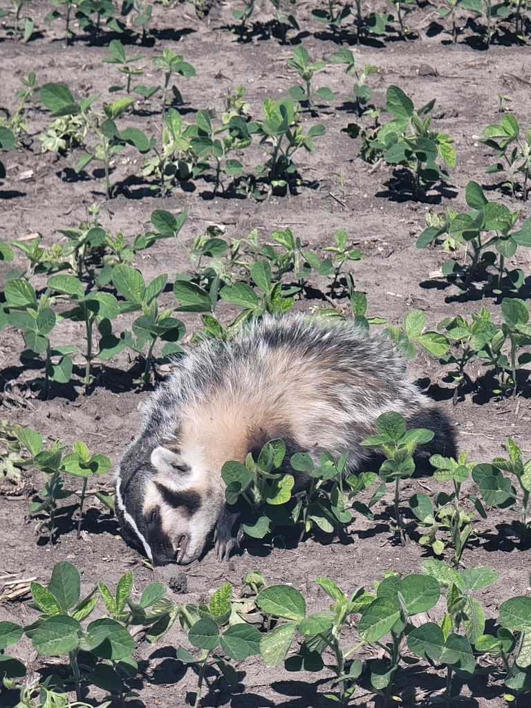 American Badger from Tuscola Township, IL 61953, USA on June 11, 2024 ...