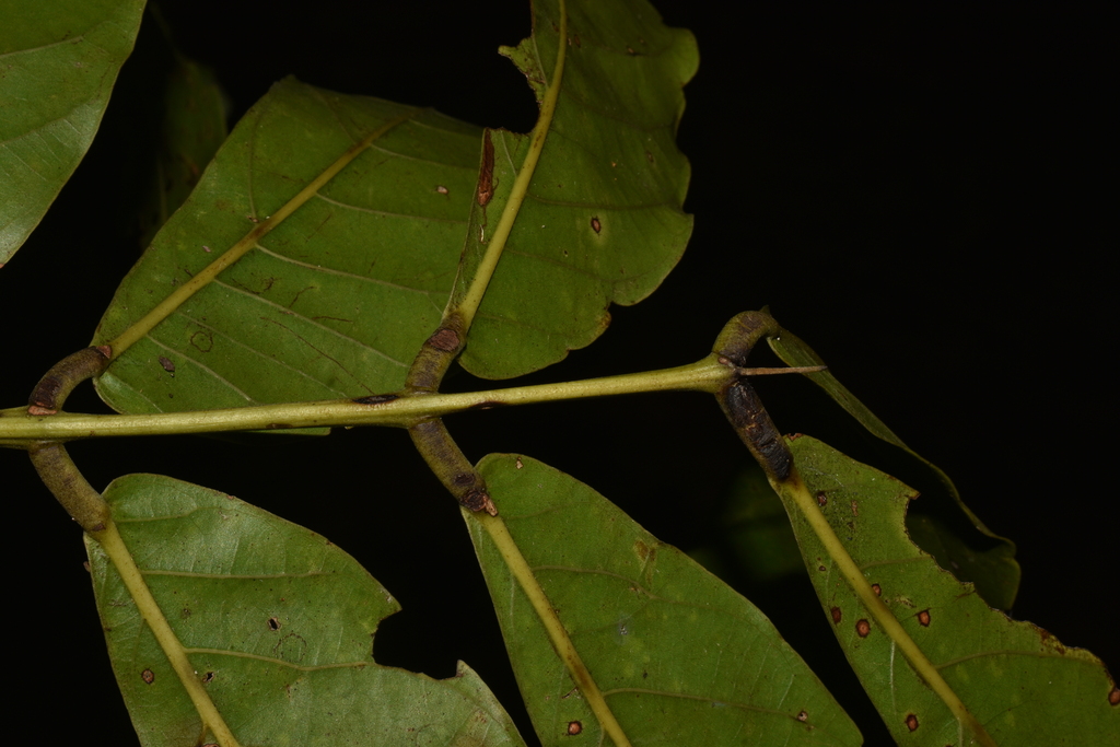 (Tachigali formicarum) - Botanical Realm